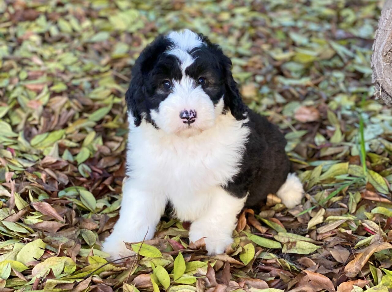 991003002335812 | Australian Sheepadoodles Australia