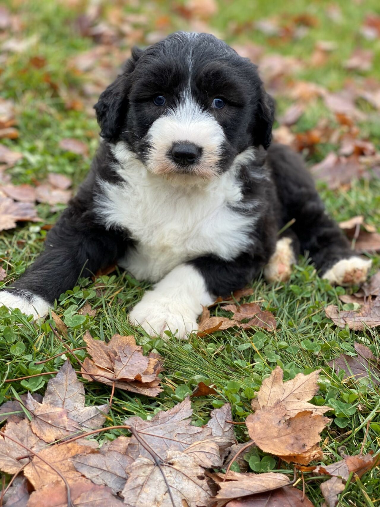 991003002335260 | Australian Sheepadoodles Australia