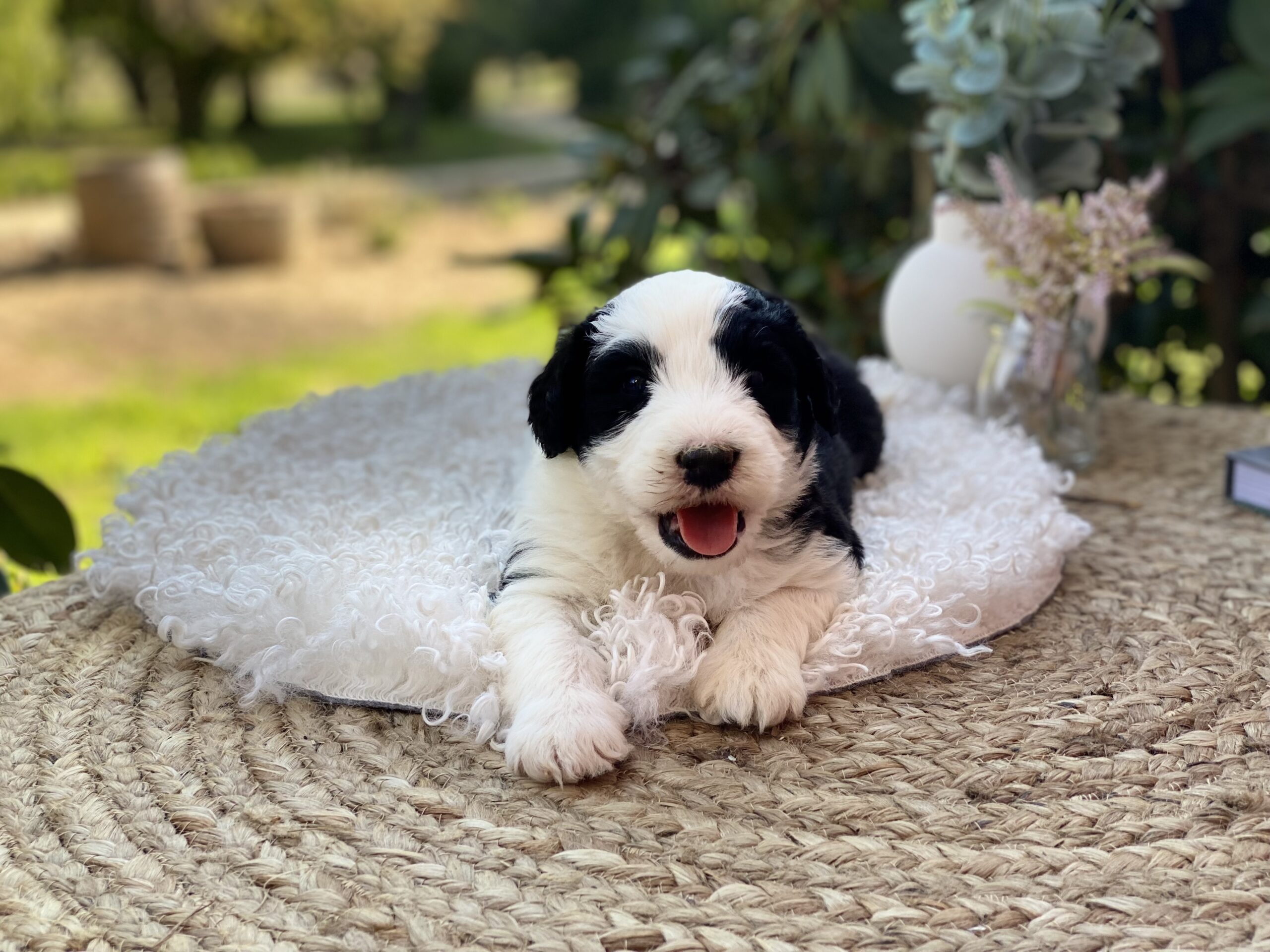 991003002519745 | Australian Sheepadoodles Australia