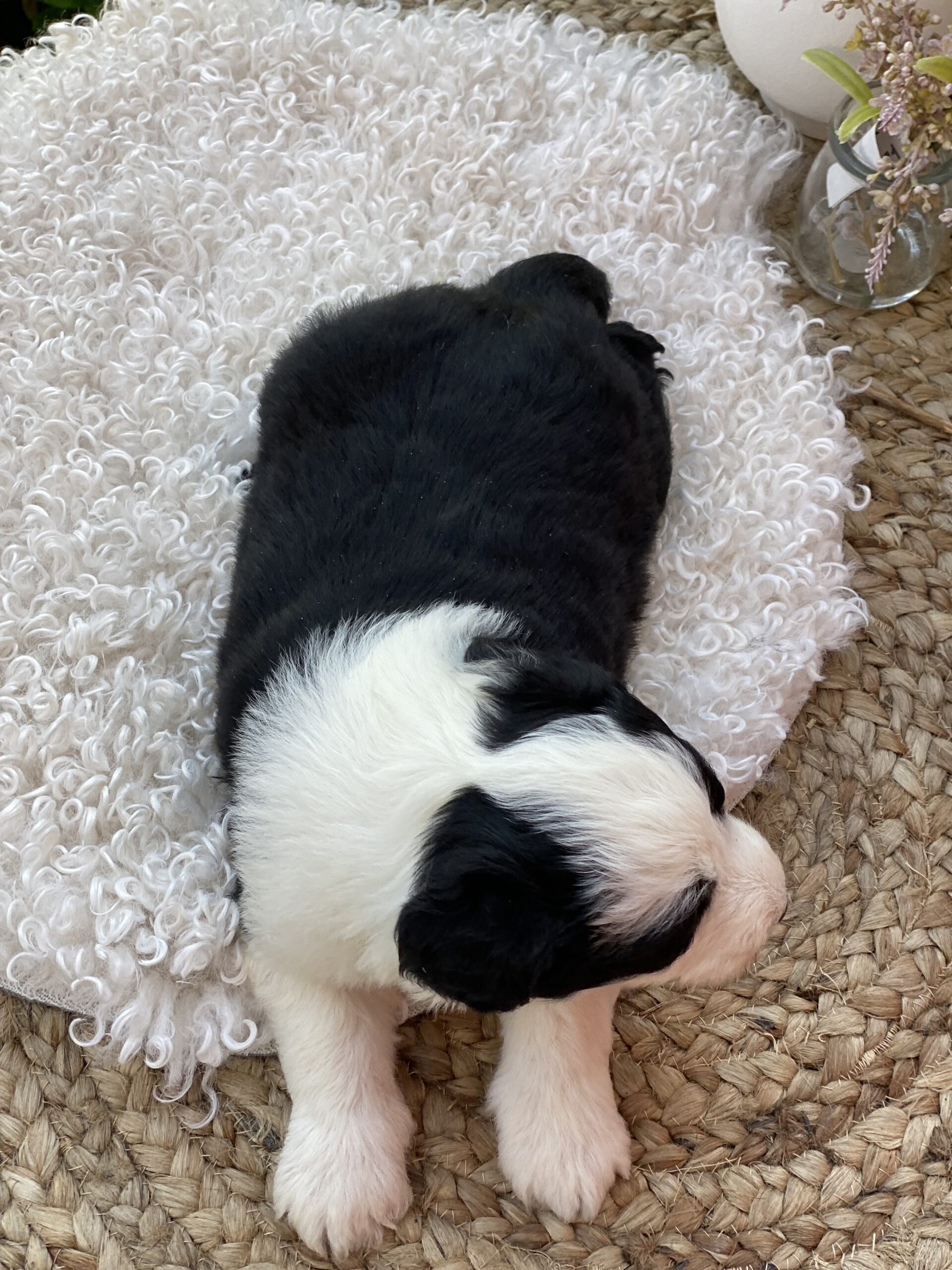 991003002519745 | Australian Sheepadoodles Australia