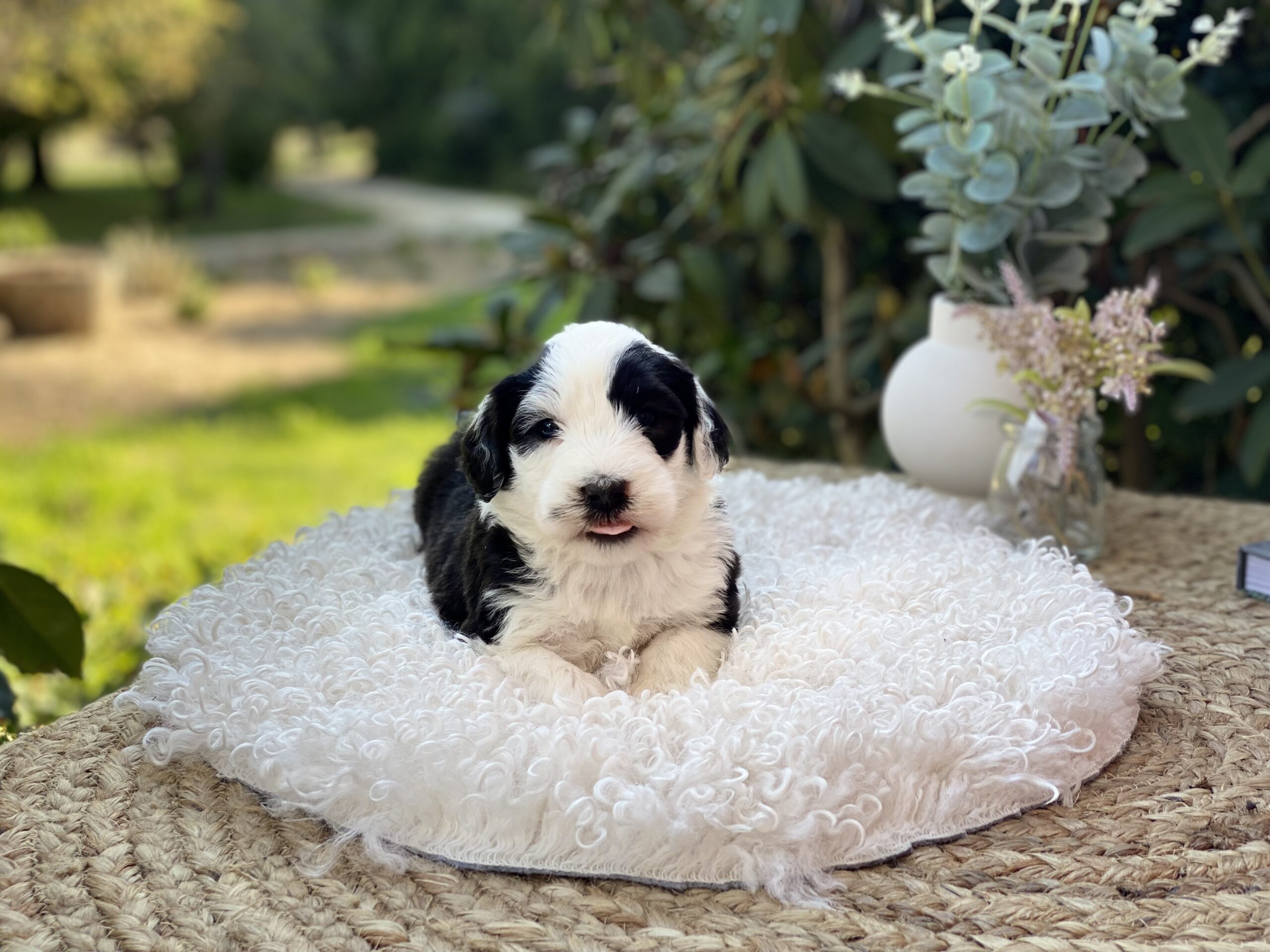 991003002519742 | Australian Sheepadoodles Australia